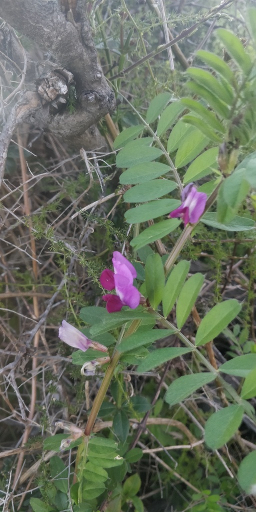 spring vetch from 06250 Mougins, Frankrijk on March 23, 2024 at 06:19 ...