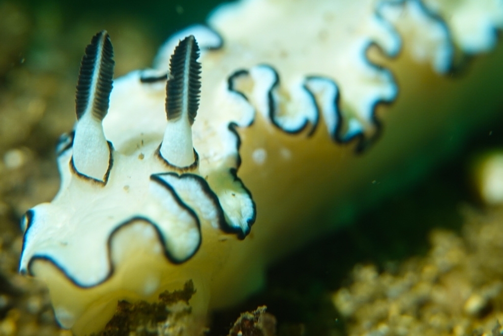 Black-margined Nudibranch from Malabar NSW 2036, Australia on November ...
