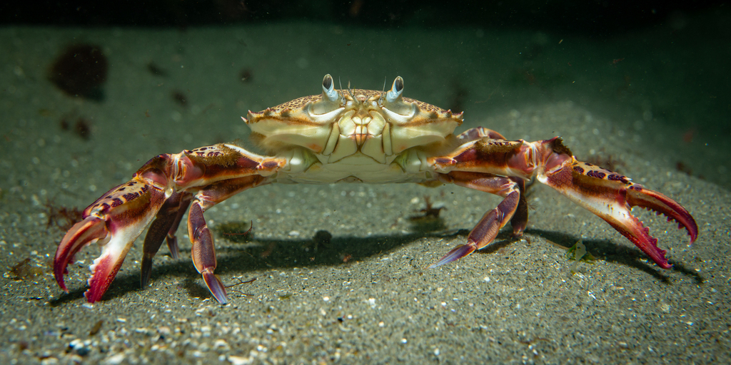 Lady Crab from Rockport, MA, USA on August 22, 2024 at 06:07 PM by Alex ...