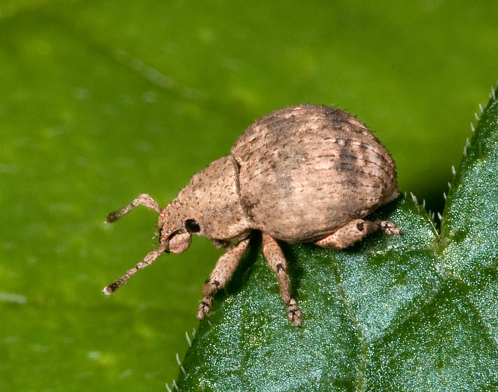 Two-banded Japanese Weevil from Pocahontas County, WV, USA on August 18 ...