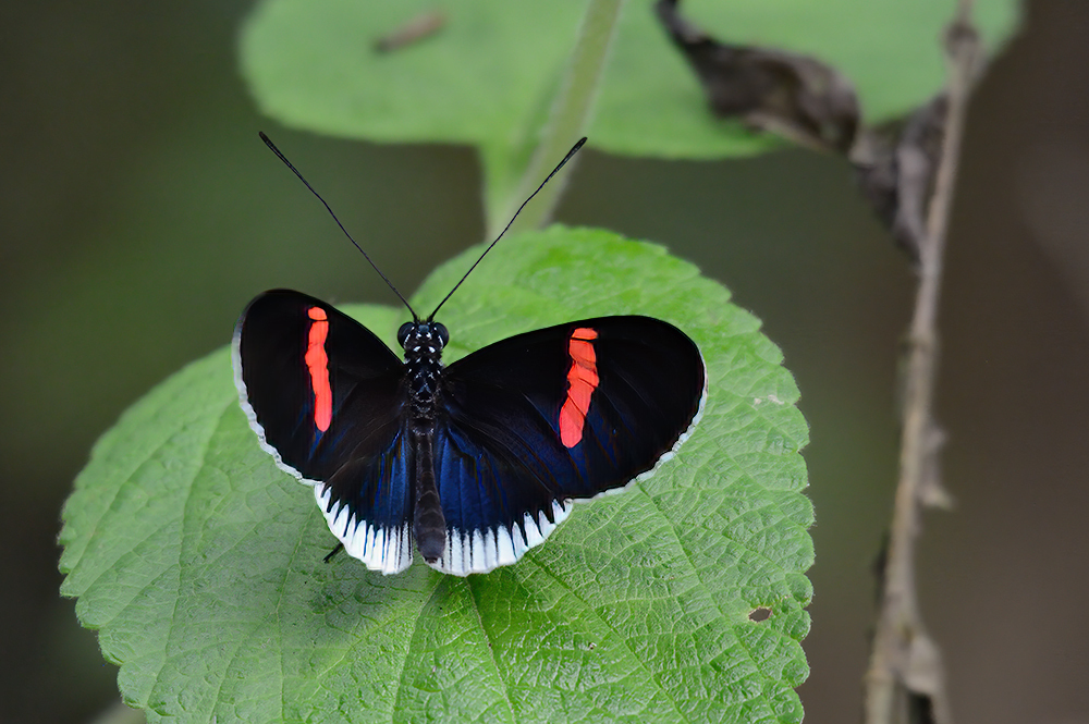 Heliconius erato cyrbia from Puerto Lopez, Ecuador on July 2, 2018 at ...