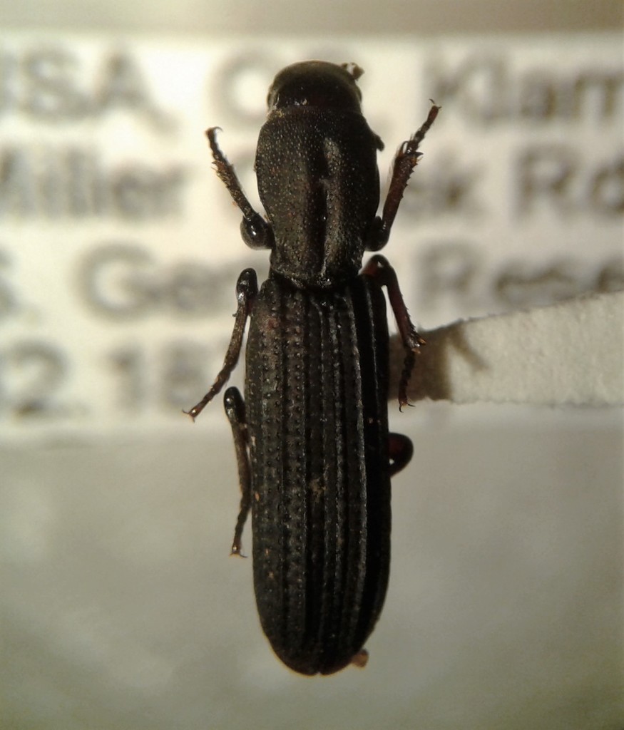 Deretaphrus oregonensis from Klamath County, OR, USA on June 16, 2019 ...