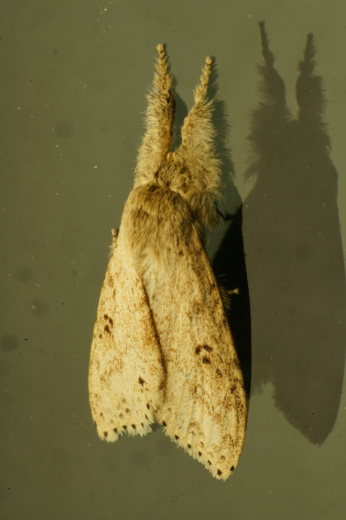 Calliteara angulata from 604台灣嘉義縣竹崎鄉 on November 25, 2024 at 08:26 AM ...