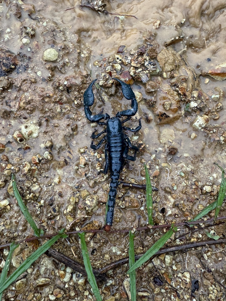 Asian Blue Forest Scorpion from Java, Sukabumi, West Java, ID on November 23, 2024 at 02:04 PM ...