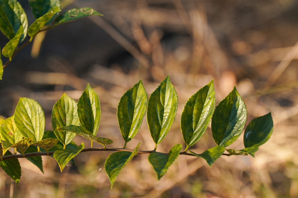 Chinese Hackberry from 乞田川 on November 25, 2024 at 03:32 PM by WATANABE ...