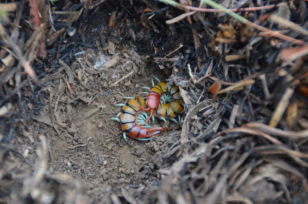 Red-headed Centipede from Nambiti Private Game Reserve, Alfred Duma ...