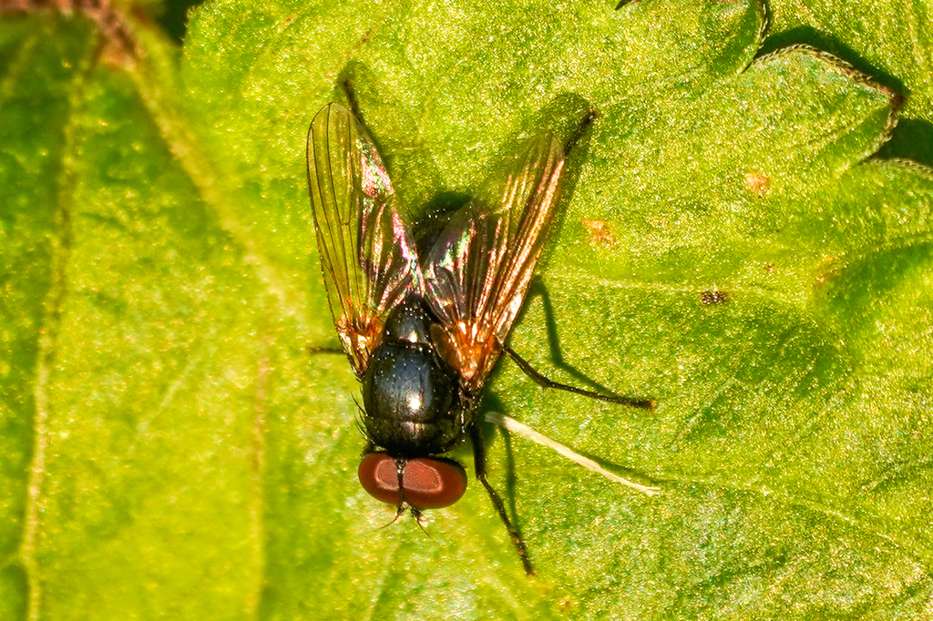 Flies from 乞田川 on November 25, 2024 at 03:37 PM by WATANABE Hitoshi 渡辺仁 · iNaturalist