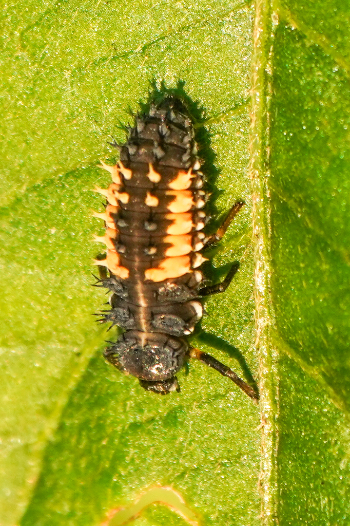 Asian Lady Beetle from 乞田川 on November 25, 2024 at 03:38 PM by WATANABE Hitoshi 渡辺仁 · iNaturalist