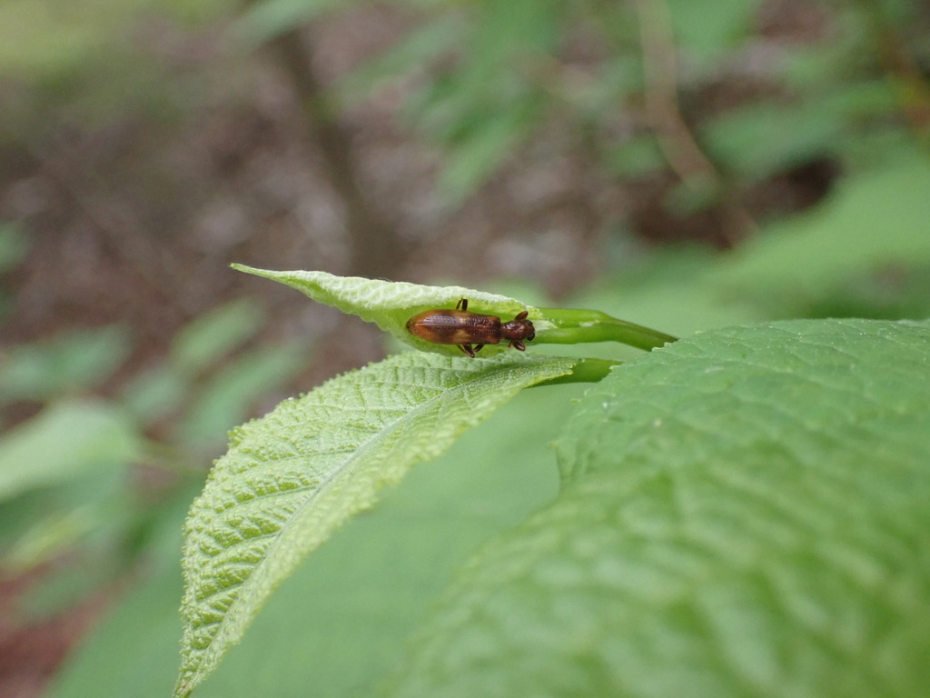 Opilo mollis from 日本、〒368-0113 埼玉県秩父郡小鹿野町河原沢 on May 26, 2024 at 05:48 ...