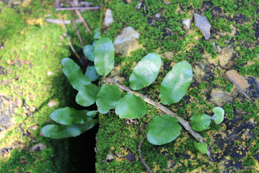Microgramma vacciniifolia from Agua Dulce, Ver., México on November 24 ...