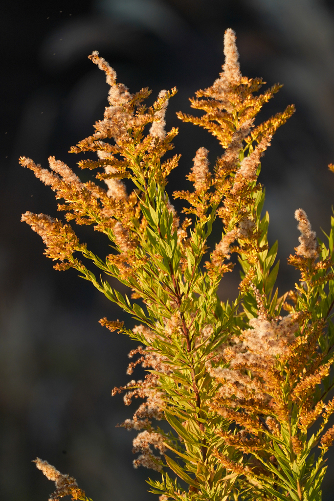 tall goldenrod from 乞田川 on November 25, 2024 at 03:46 PM by WATANABE Hitoshi 渡辺仁 · iNaturalist