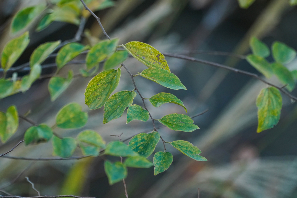 Chinese Hackberry from 乞田川 on November 25, 2024 at 03:49 PM by WATANABE ...