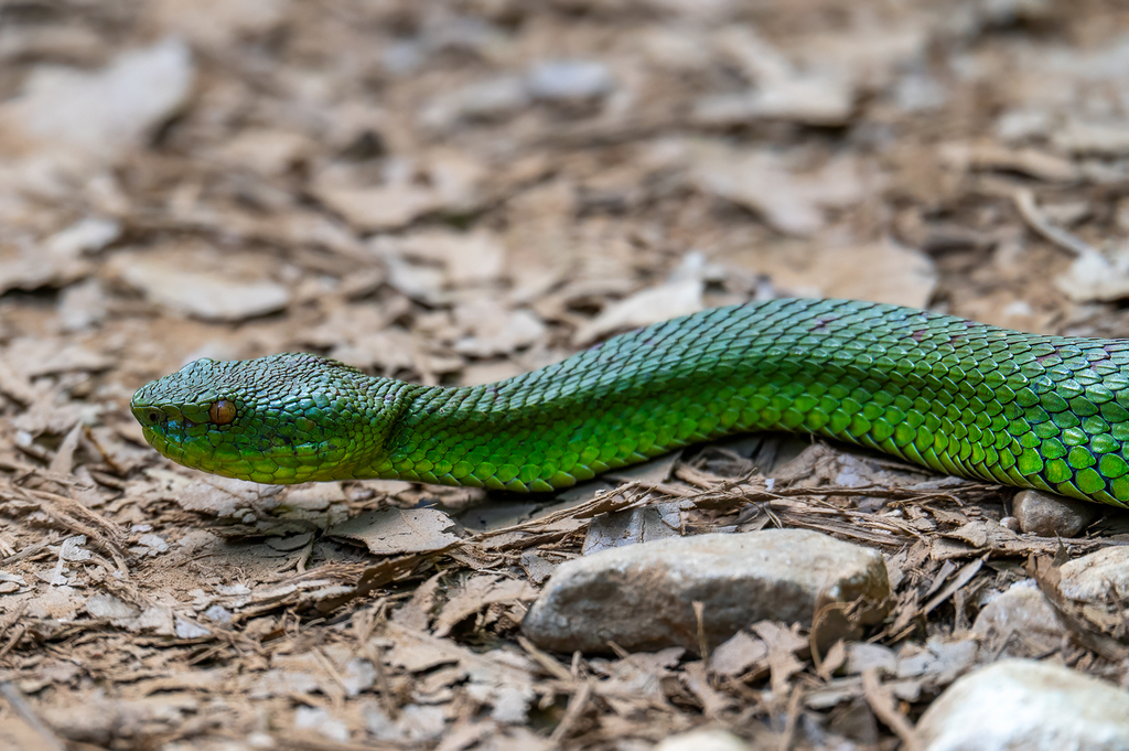 Tibetan Pit Viper from Godawari, Nepal on October 28, 2024 at 12:37 PM ...