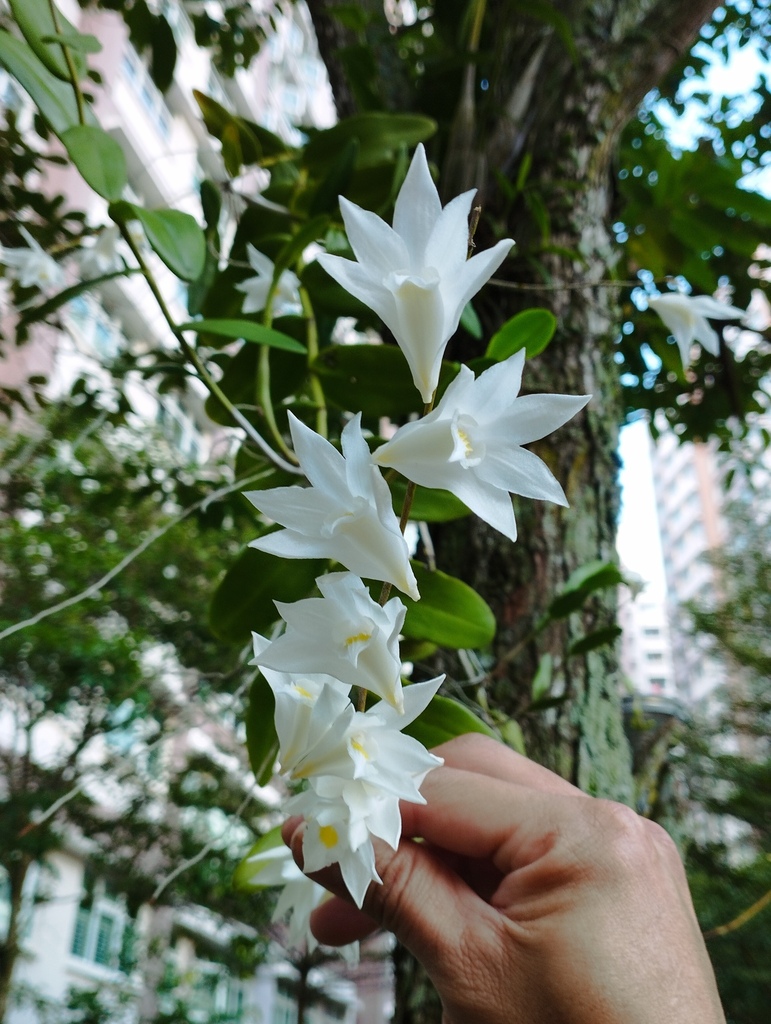 Dove flower from Bukit Batok, Singapore on November 25, 2024 at 06:17 ...