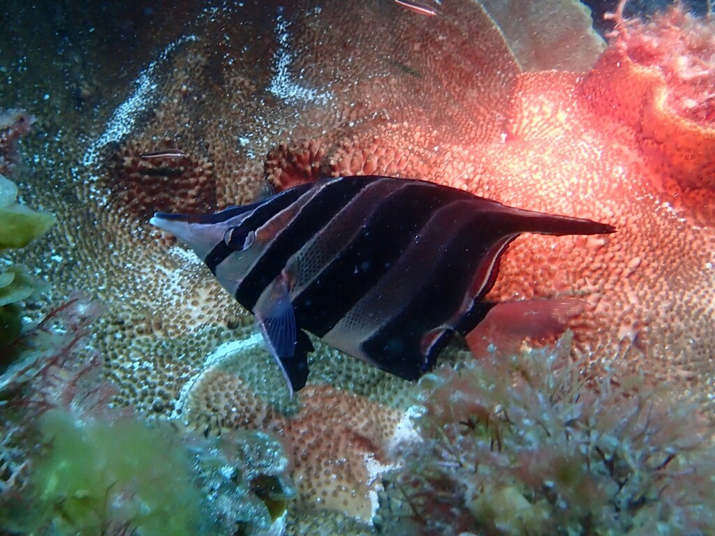 Western Talma from Outer Wall, Canal Rocks, WA, Australia on November ...