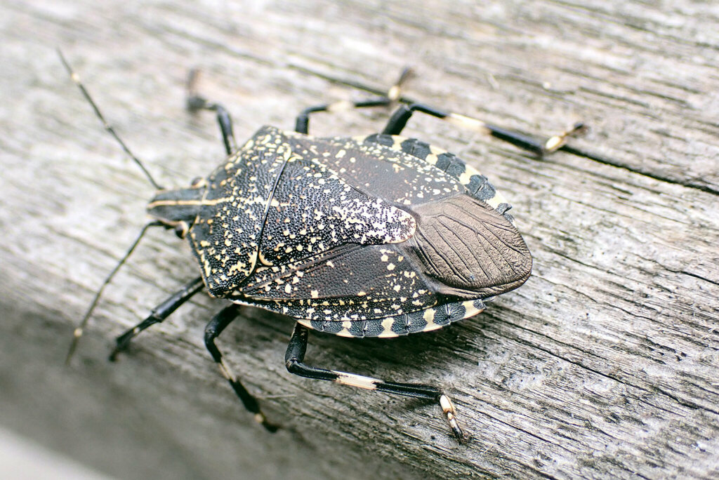 Yellow-spotted Stink Bug from 中国上海市金山区廊下镇 邮政编码: 201516 on November 25 ...