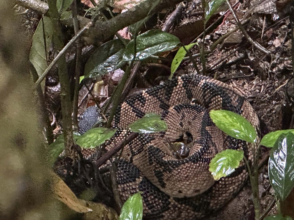 Black-headed Bushmaster from Calle Bahía Drake, Osa, Puntarenas, CR on ...