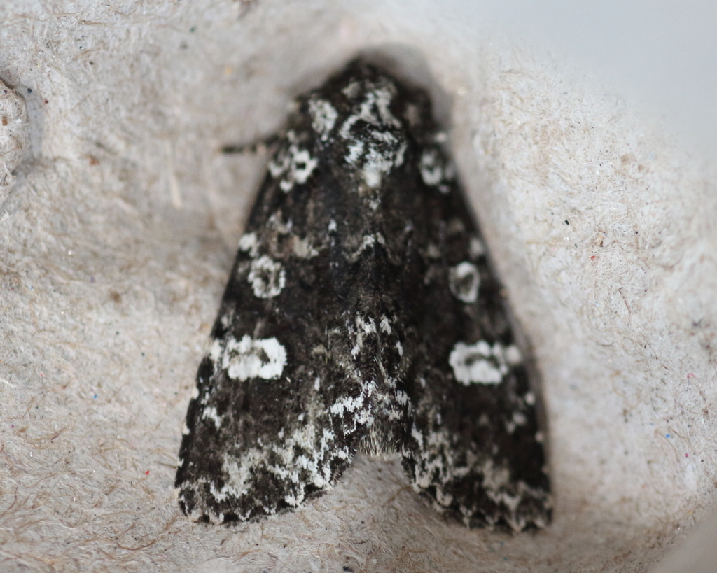 Hitched Arches from Peterborough County, ON, Canada on July 23, 2024 at ...
