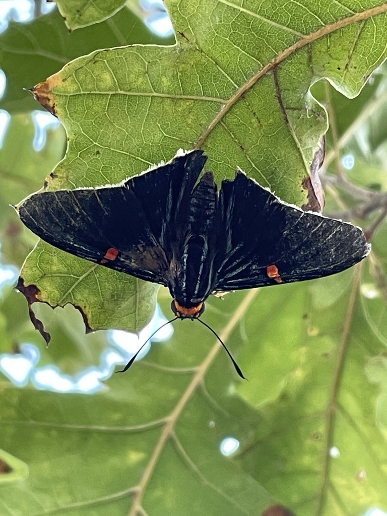 Guava Skipper from W Stone St, Weslaco, TX, US on November 25, 2024 at ...