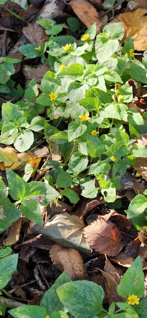 straggler daisy from Renner @ Greenside - S- FS, Richardson, TX 75080 ...