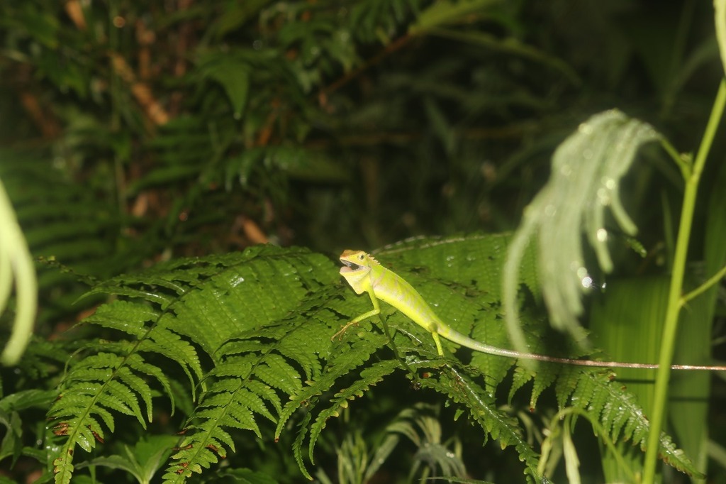 Great Crested Canopy Lizard from Gn. Muria, Kemirun, Tempur, Kec ...