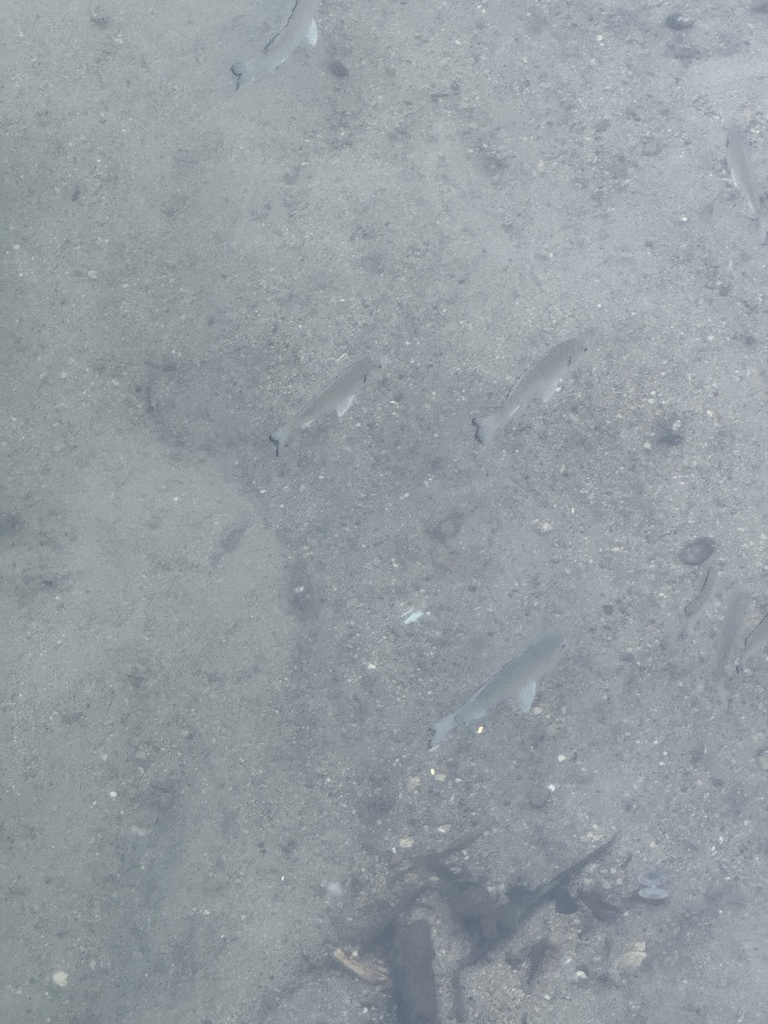 Spotted Flagtail from 牧志1, 那霸市, 沖繩縣, JP on November 25, 2024 at 08:24 ...