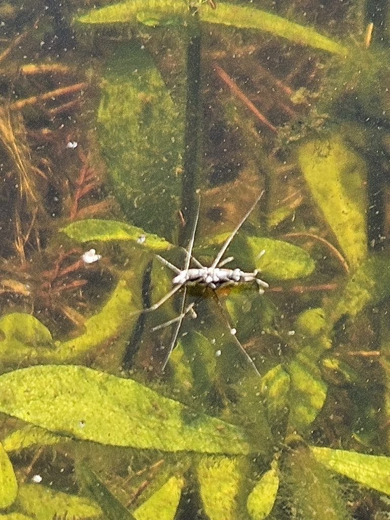 Neogerris hesione from Gloster Arboretum on November 24, 2024 at 01:07 ...