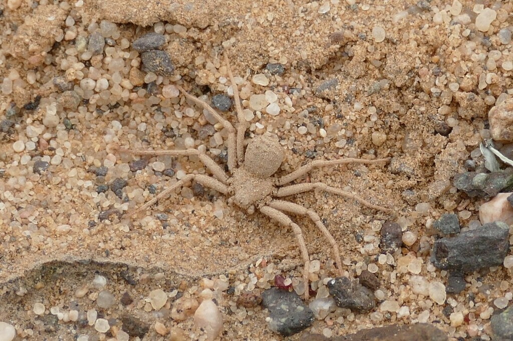 African Six-eyed Sand Spiders from Namib desert area Cape Cross, Erongo ...