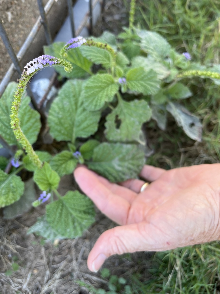 Indian Heliotrope from Nails Creek State Park, Ledbetter, TX, US on ...