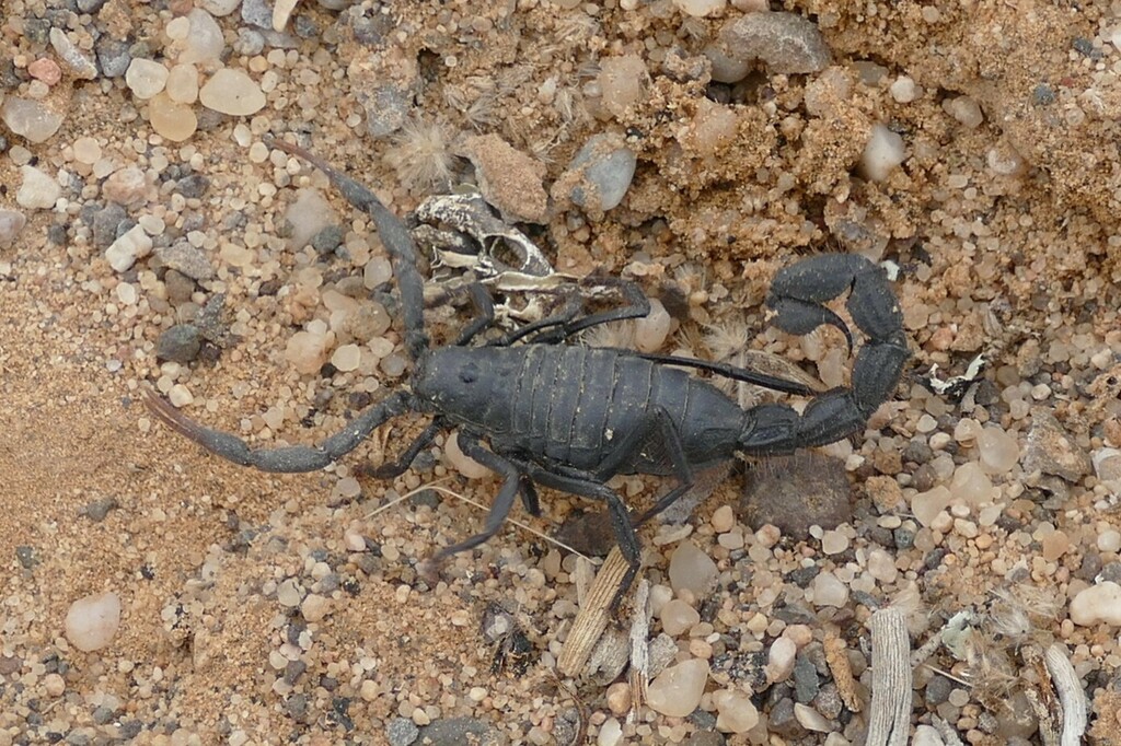 Shaggy Thicktail Scorpion from Namib desert area Cape Cross, Erongo ...