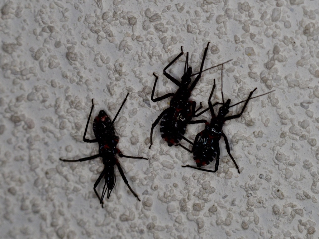 Japanese Assassin Bug from 金剛院, 舞鶴市, 京都府, JP on November 25, 2024 at 11 ...