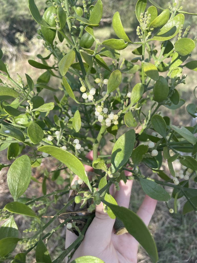 American Mistletoe from Arundala Way, Bryan, TX, US on November 25 ...