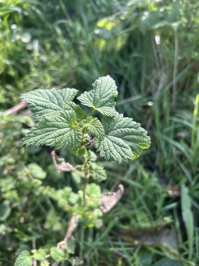 great stinging nettle from Cornwall, UK on November 22, 2024 at 01:50 ...