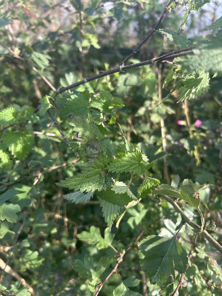 great stinging nettle from Cornwall, UK on 22 November, 2024 at 12:10 ...