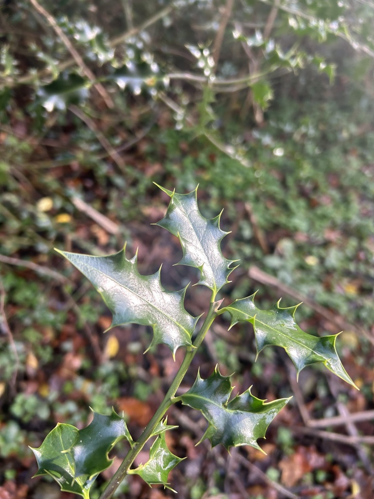 European holly from Cornwall, UK on November 22, 2024 at 01:19 PM by ...