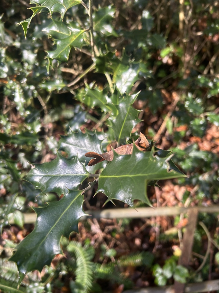 European holly from Cornwall, UK on November 22, 2024 at 01:20 PM by ...
