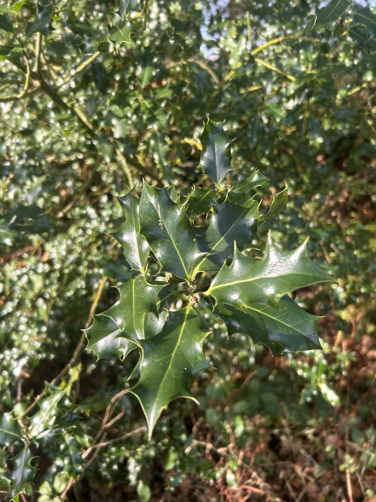 European holly from Cornwall, UK on November 22, 2024 at 01:21 PM by ...