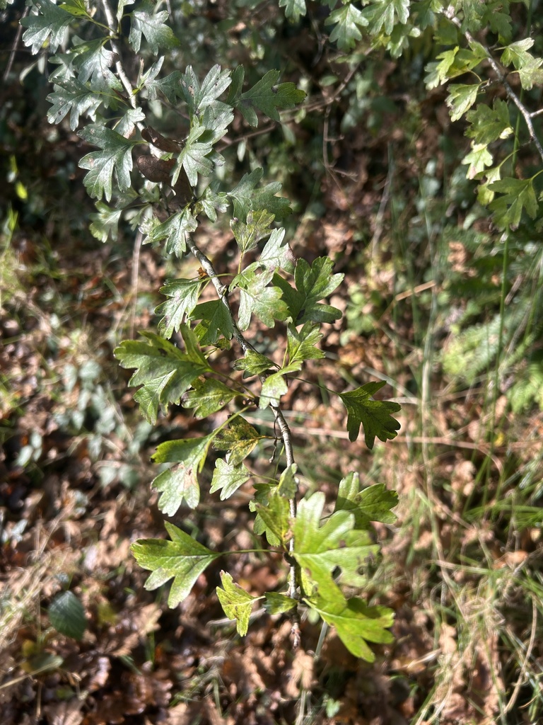 common hawthorn from Cornwall, UK on November 22, 2024 at 01:22 PM by ...