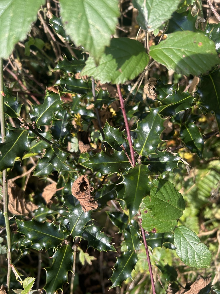 European holly from Cornwall, UK on November 22, 2024 at 01:26 PM by ...