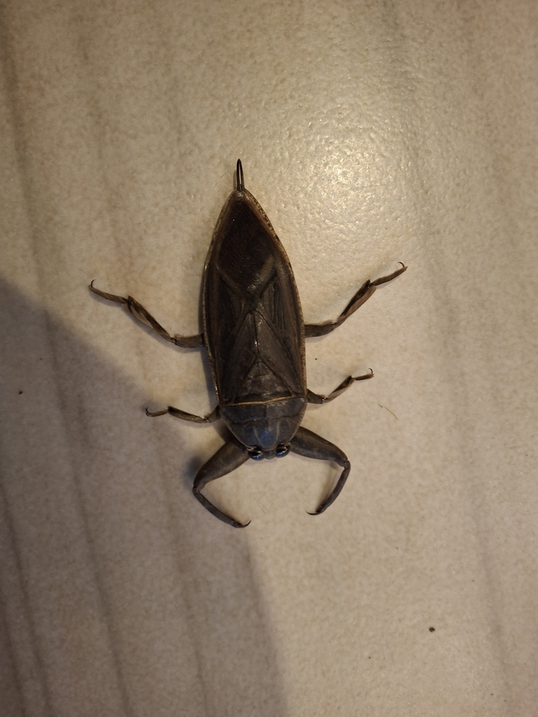 African Giant Water Bug from Upper Parklands, Nairobi, Kenya on ...