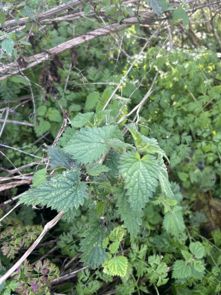 great stinging nettle from Cornwall, UK on November 22, 2024 at 01:33 ...
