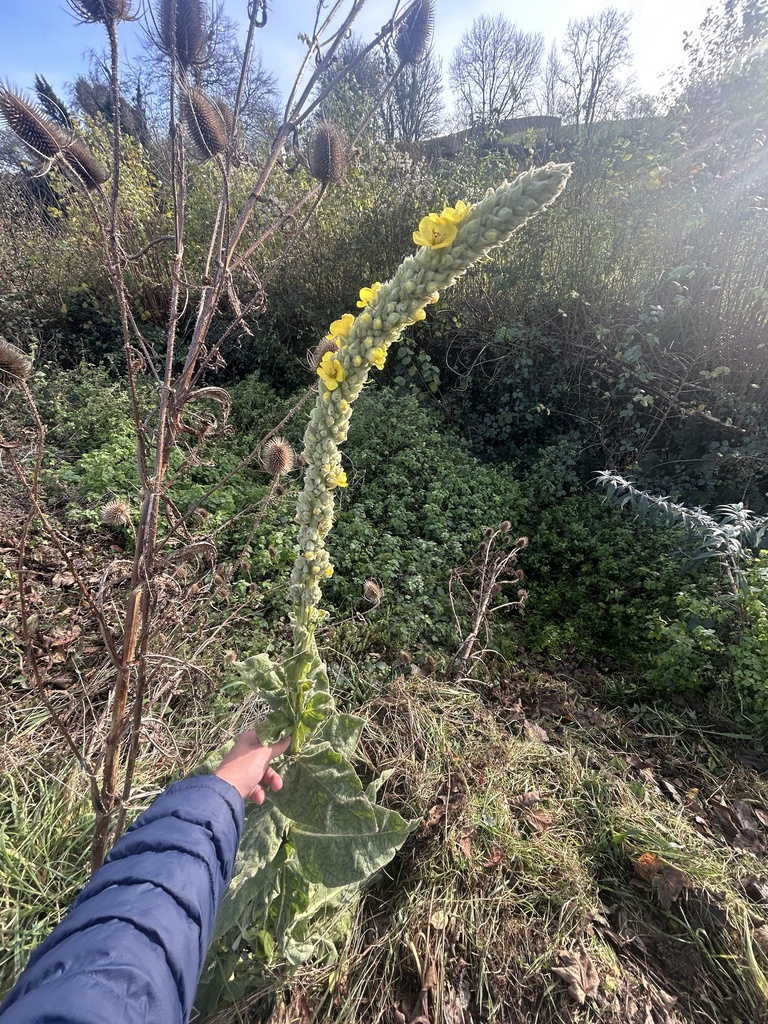 great mullein from Cornwall, UK on November 22, 2024 at 01:33 PM by ...