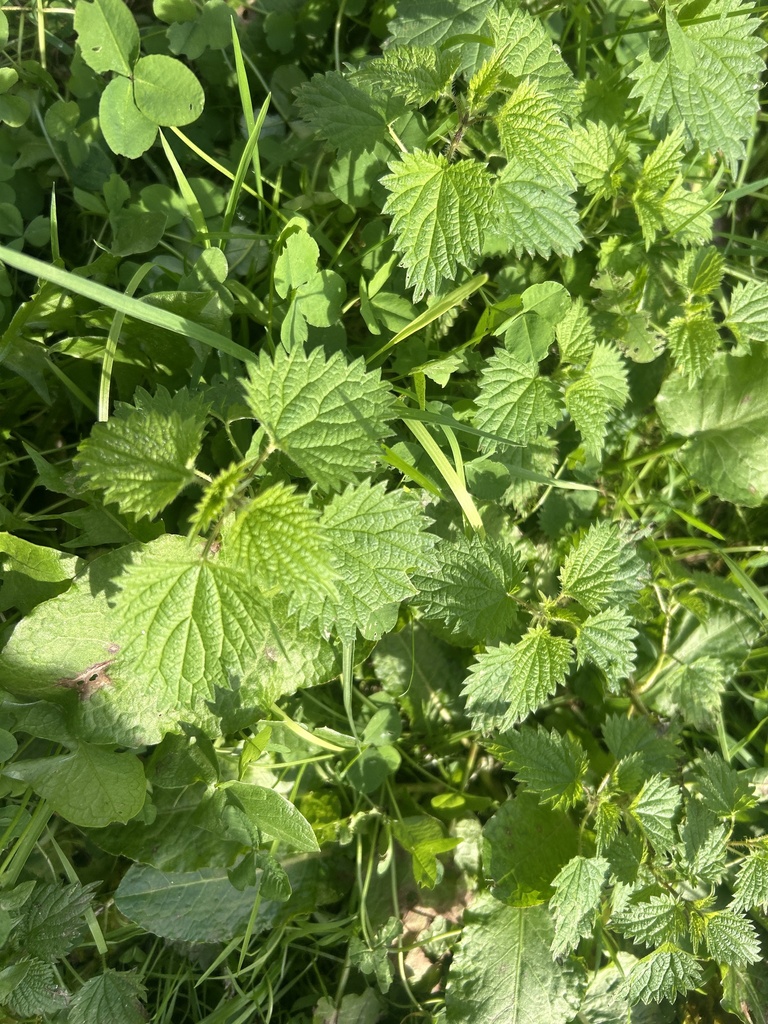 great stinging nettle from Cornwall, UK on 22 November, 2024 at 01:35 ...