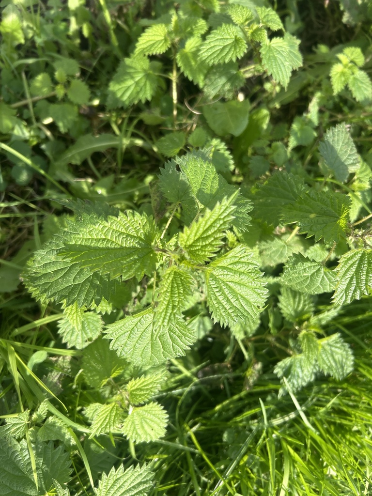 great stinging nettle from Cornwall, UK on November 22, 2024 at 01:35 ...