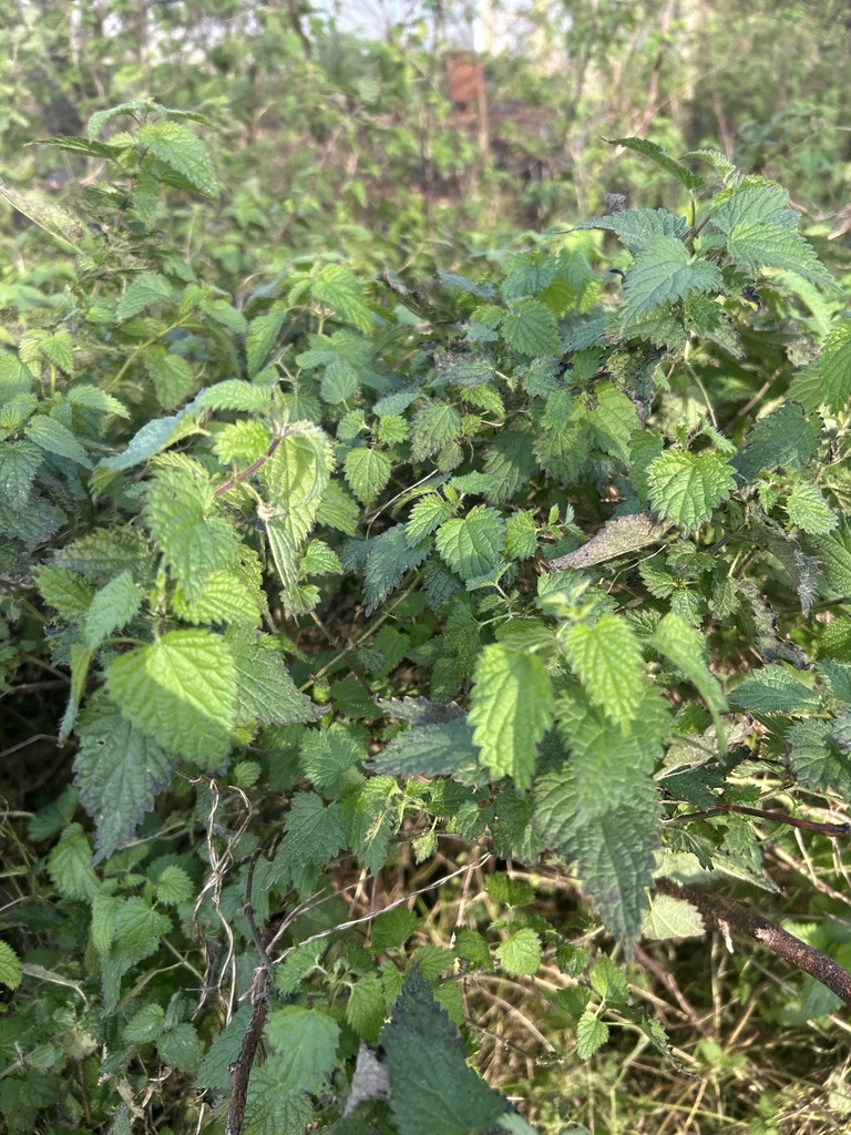 great stinging nettle from Cornwall, UK on November 22, 2024 at 01:46 ...