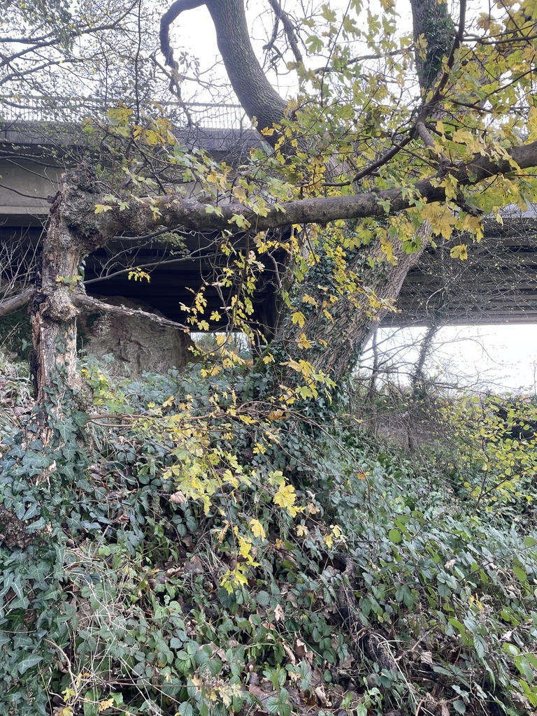 field maple from Aberthin Road, Cowbridge, Wales, GB on November 25 ...