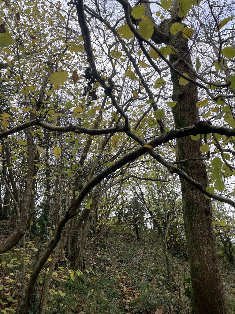 common hazel from A48, Cowbridge, Wales, GB on November 25, 2024 at 11: ...