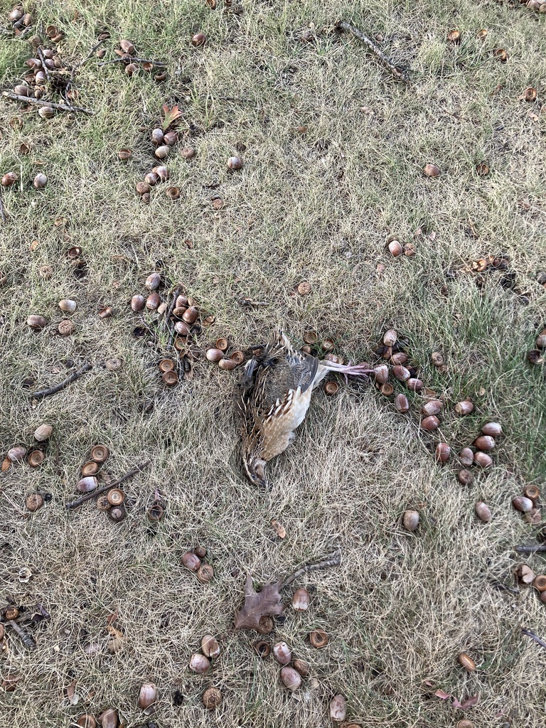 Domestic Quail from Riverside Park, New York, NY, US on November 15 ...