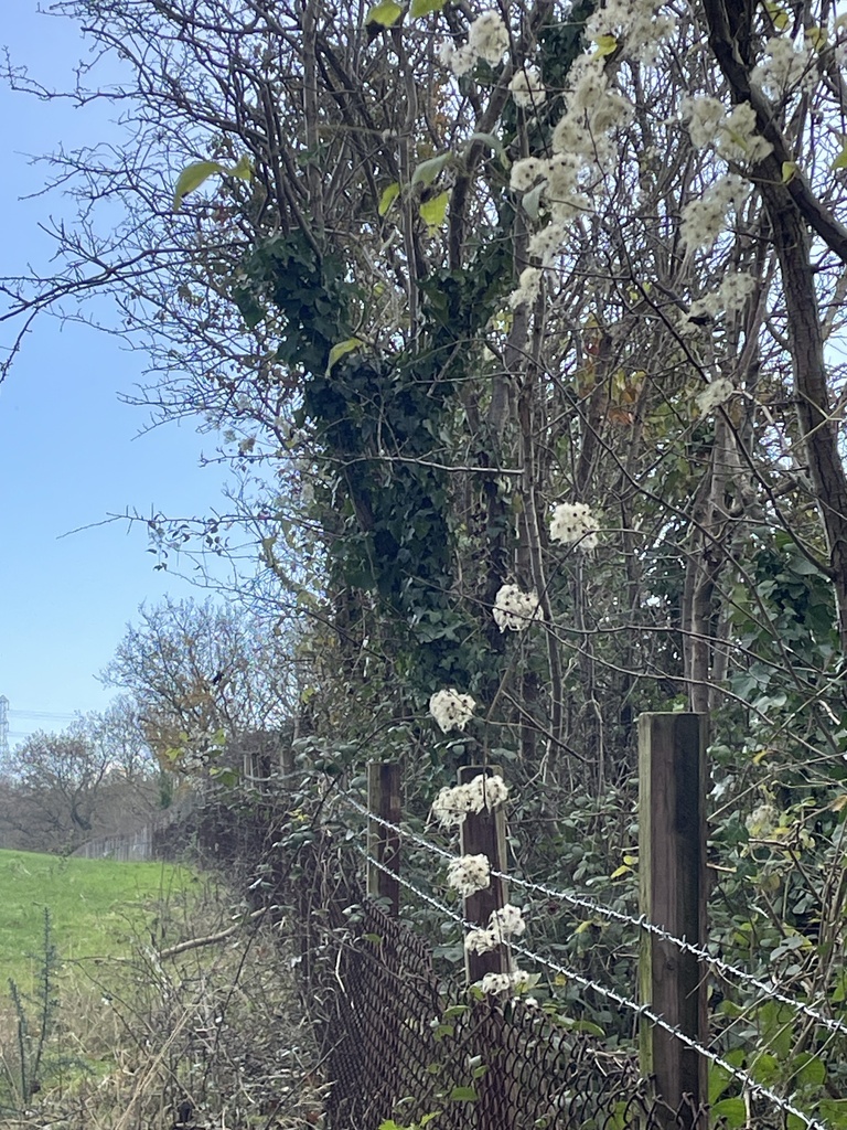 Old man's beard from A48, Cowbridge, Wales, GB on November 25, 2024 at ...