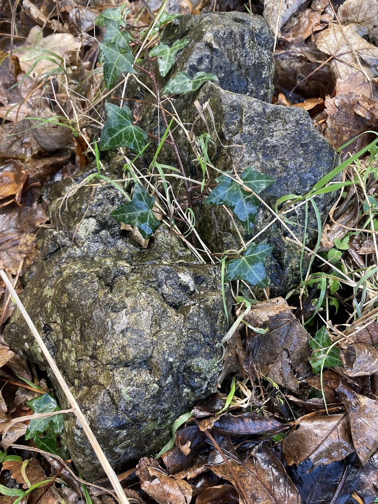 common ivy from Aberthin Road, Cowbridge, Wales, GB on November 25 ...